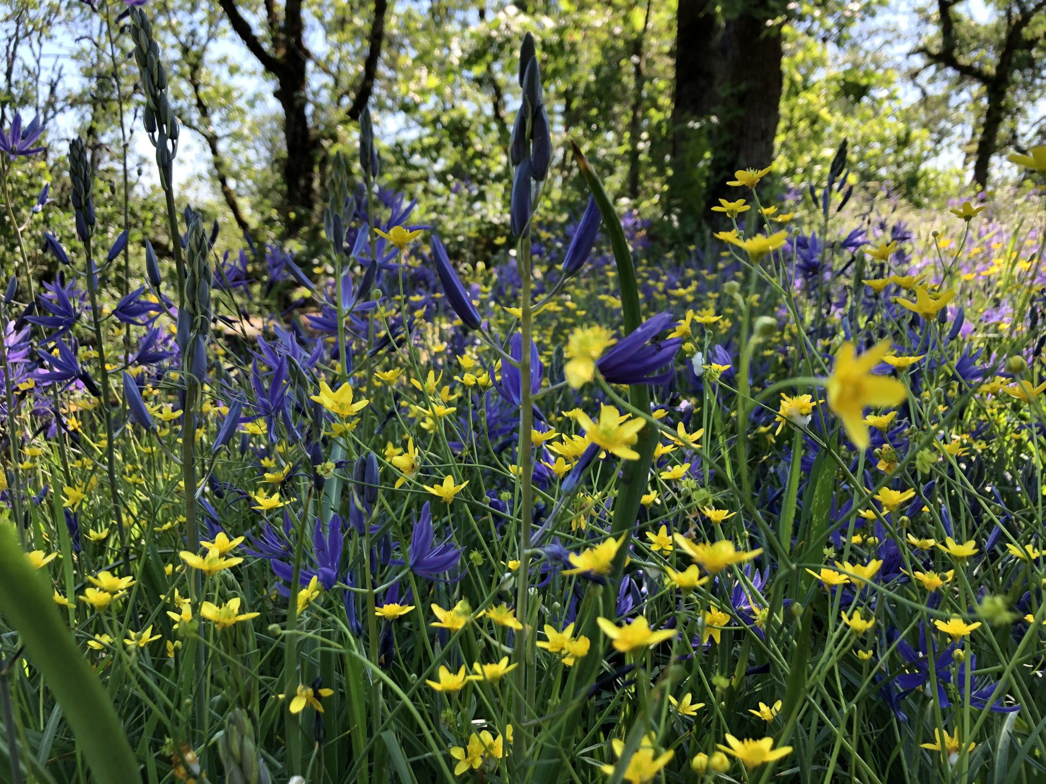 State Resources – Oregon Parks Forever